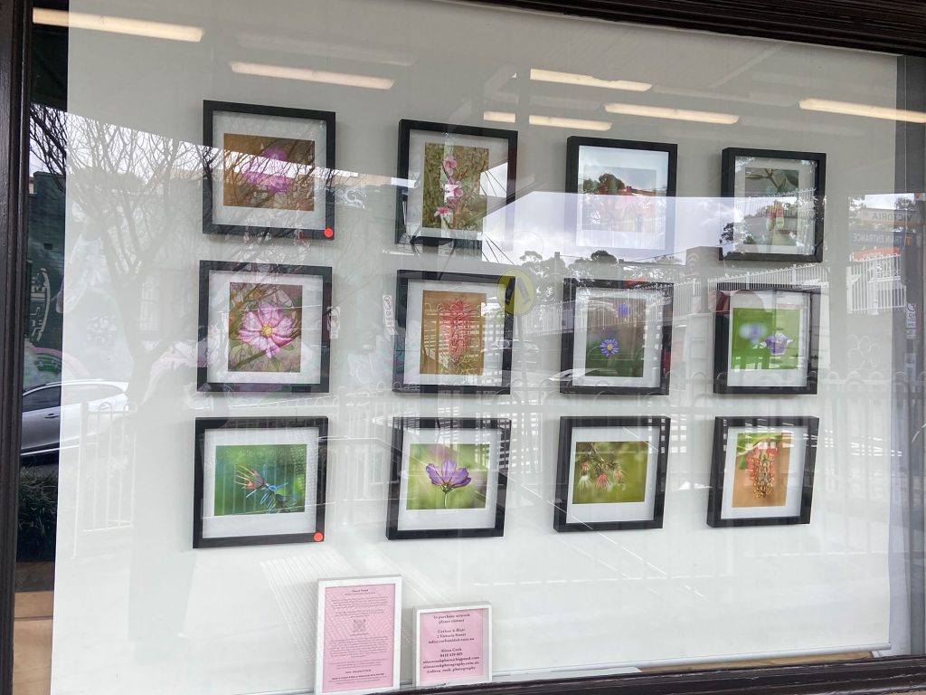 Window Gallery this week: Alissa Cook - Corban & Blair